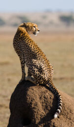 9 Cheetah Spiritual Meanings: Symbolism and Spirit Animal