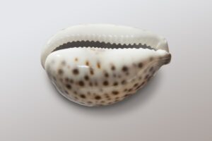 Cowrie Shells Spiritual Meaning: 7 Signs and Messages