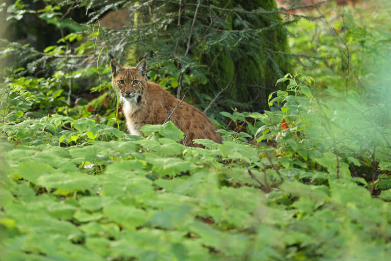 9 Bobcat Spiritual Meanings and Symbolism: It’s a Good Sighting?