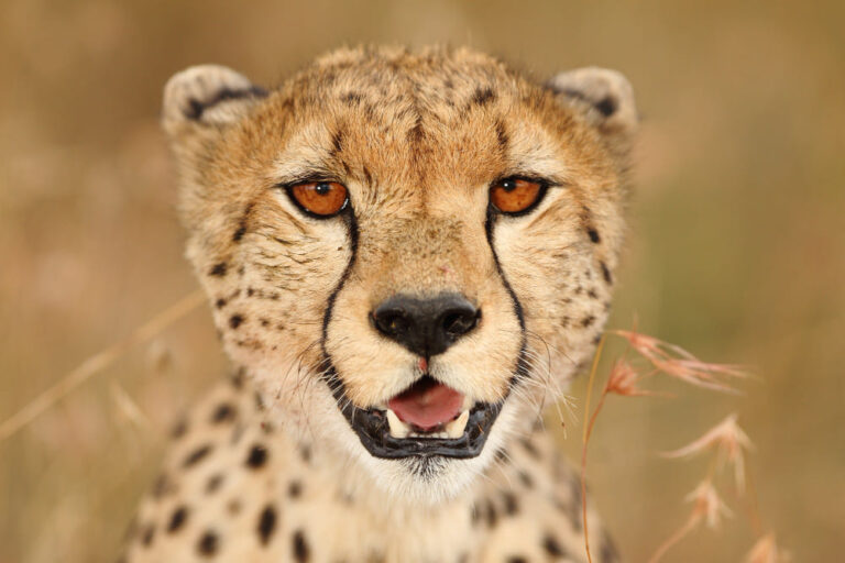 9 Cheetah Spiritual Meanings: Symbolism and Spirit Animal