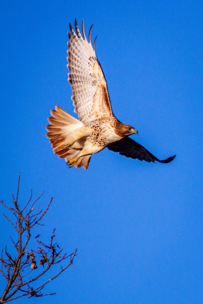 3 And 4 Hawks Circling Meaning (Overhead)
