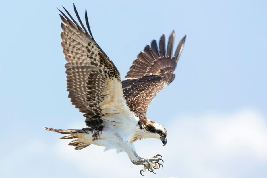 3 And 4 Hawks Circling Meaning (Overhead)