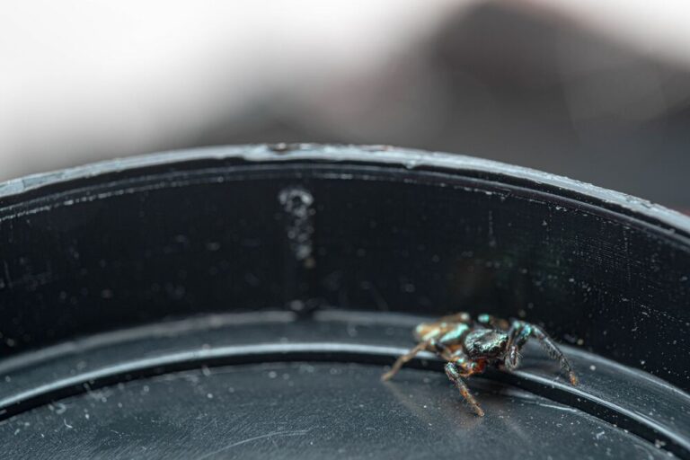 9 Black Spider Spiritual Meanings (Seeing In The House)