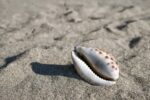 Cowrie Shells Spiritual Meaning: 7 Signs and Messages