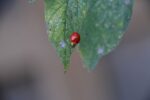 Ladybug With No Spots Meaning: 9 Spiritual Messages