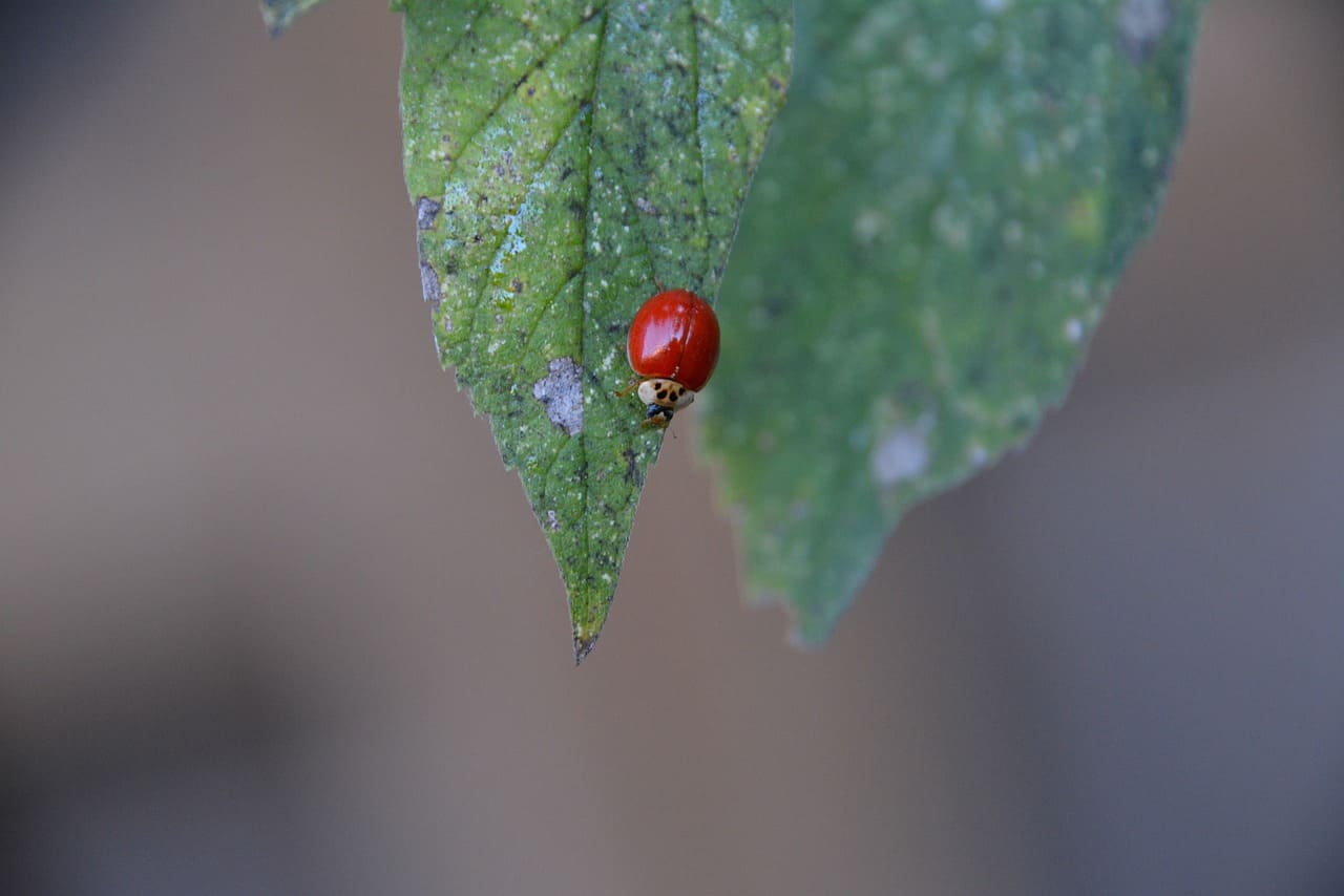 Ladybug With No Spots Meaning: 9 Spiritual Messages