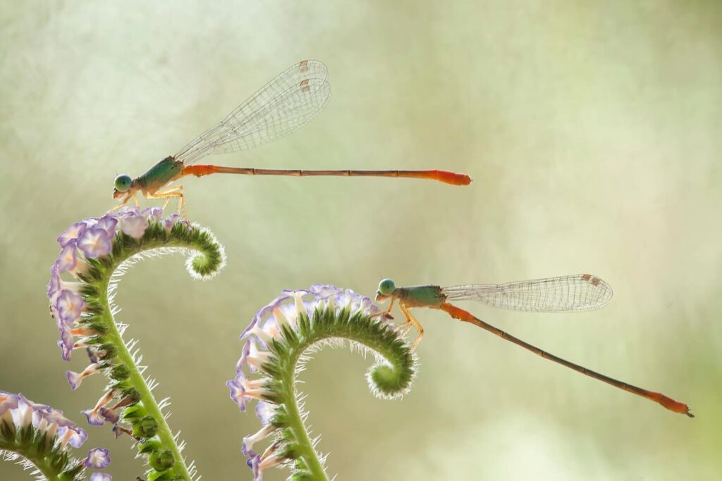 Two Dragonflies Flying Together Spiritual Meaning (2023)