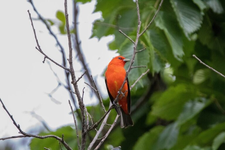 9 Scarlet Tanager Spiritual Meanings and Symbolism