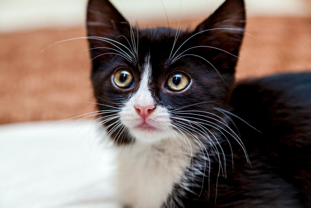 7 Tuxedo Cat Spiritual Meanings: Are They Spiritual Protectors?