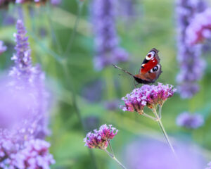 Butterfly Birthmark Meaning: 7 Spiritual Signs and Messages