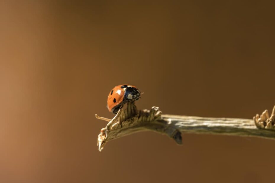 Brown Ladybug Spiritual Meaning: It’s a Sign From Angels?