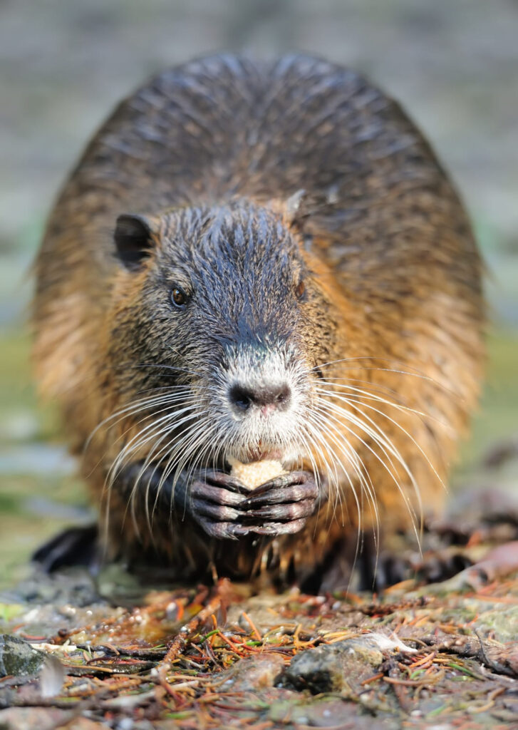 9 Muskrat Spiritual Meanings and Symbolism