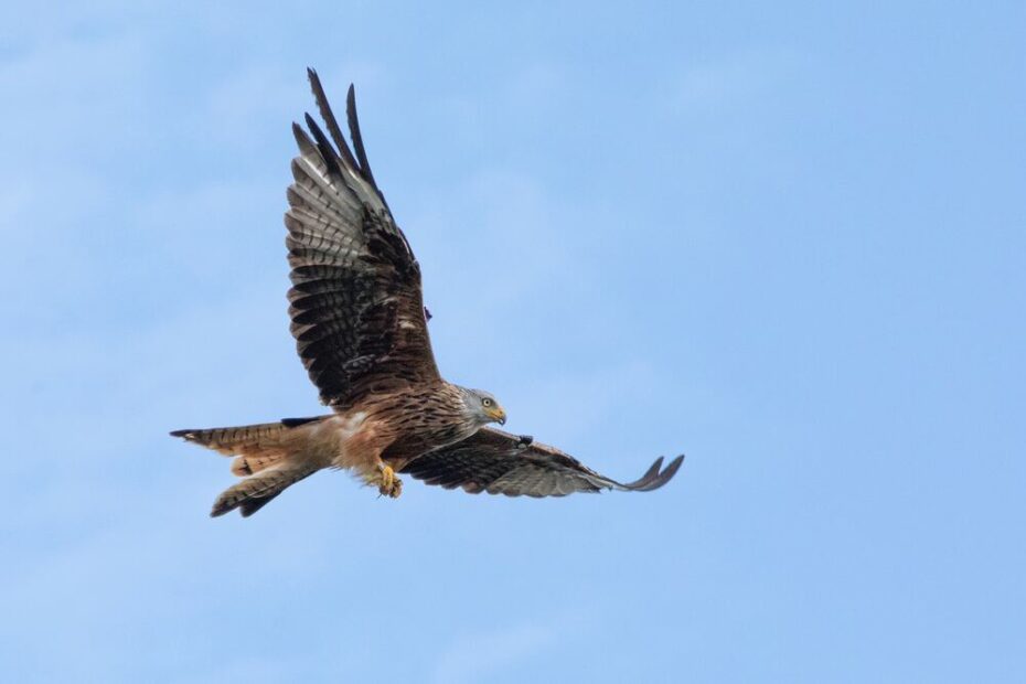 9 Red Kite Spiritual Meanings and Symbolism: Is It a Good Sign?