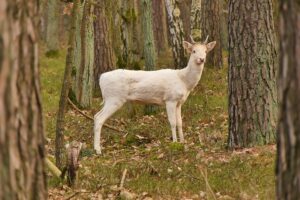 White/Albino Deer Spiritual Meaning: Is It Good Luck?