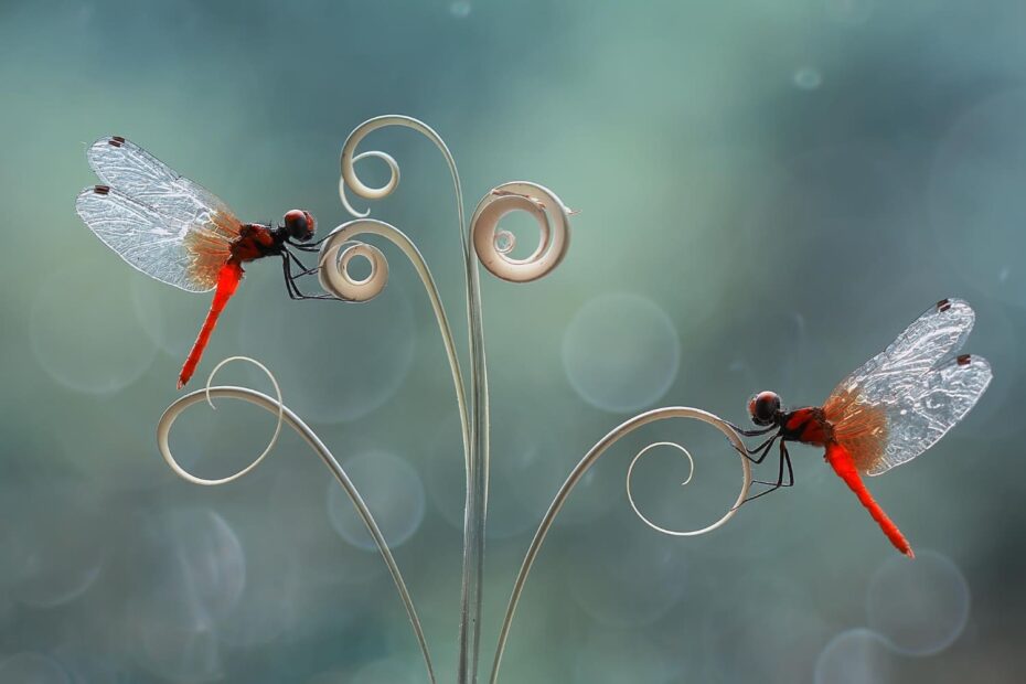 Two Dragonflies Flying Together Spiritual Meaning (2023)