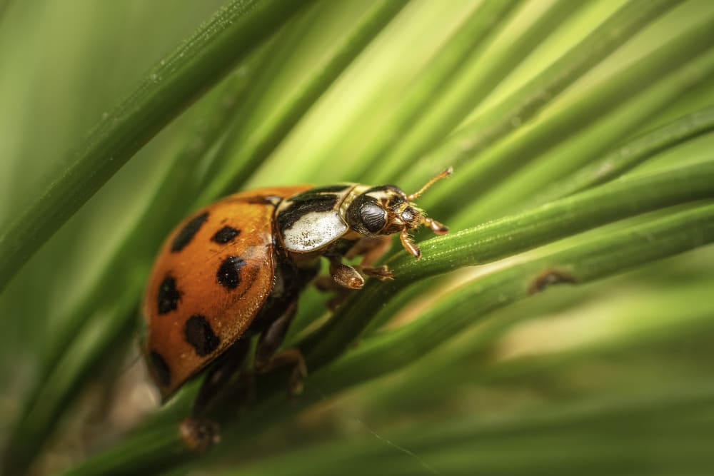 Brown Ladybug Spiritual Meaning: It’s a Sign From Angels?