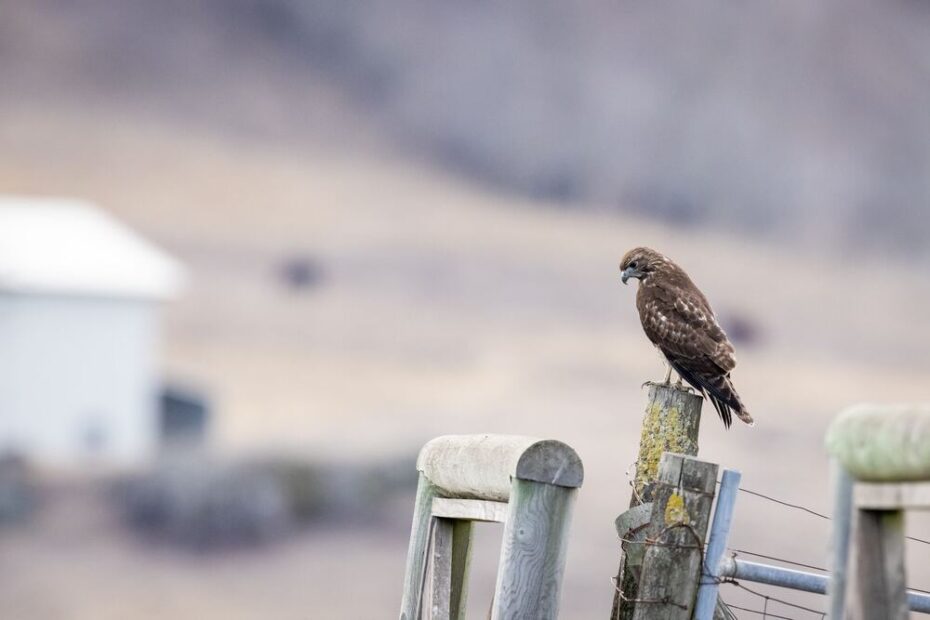 9 Red Kite Spiritual Meanings and Symbolism: Is It a Good Sign?