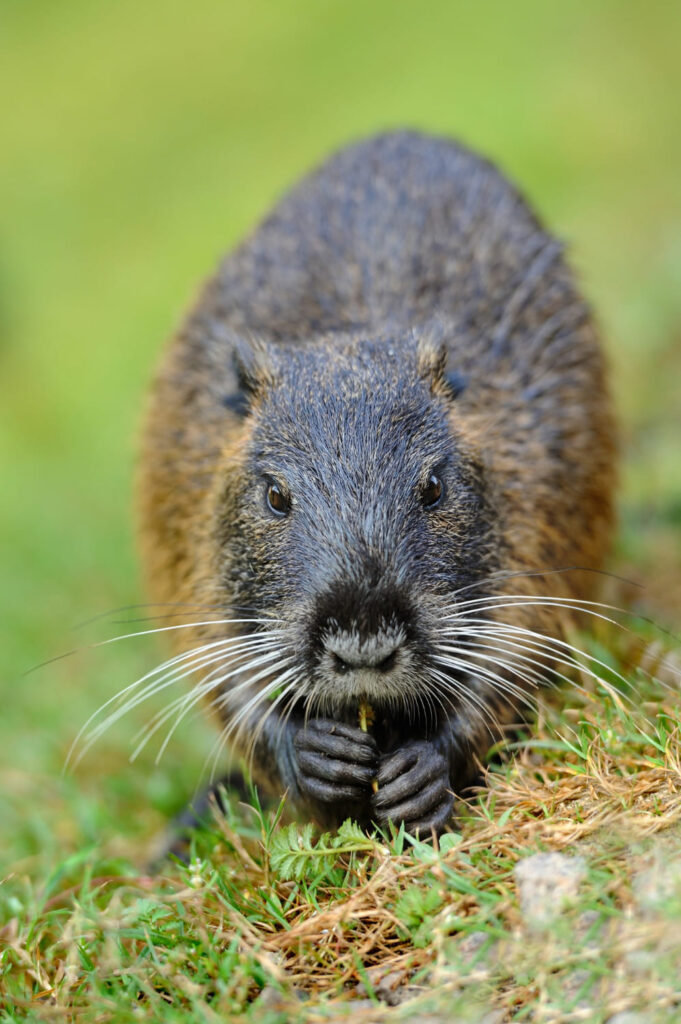 9 Muskrat Spiritual Meanings and Symbolism