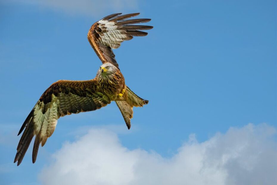 9 Red Kite Spiritual Meanings and Symbolism: Is It a Good Sign?