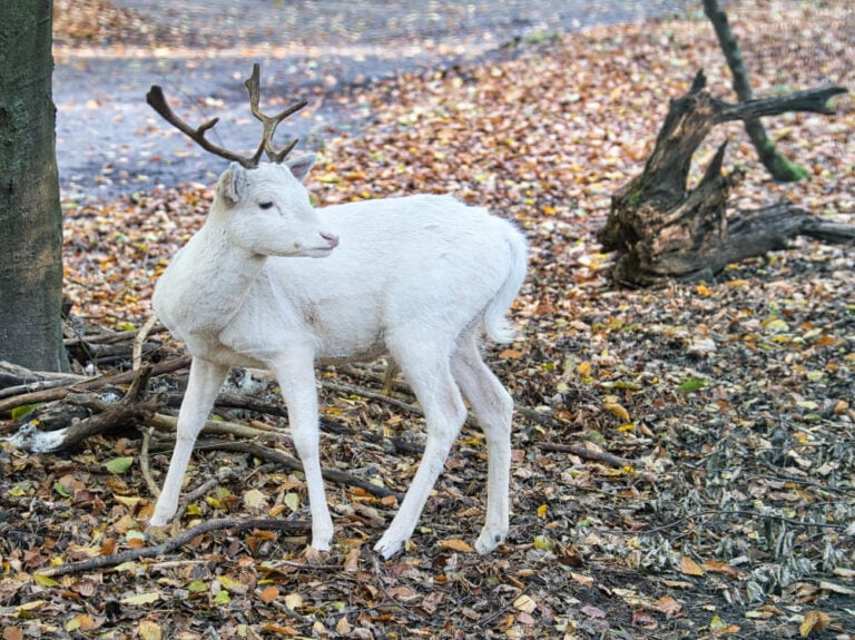 White/Albino Deer Spiritual Meaning: Is It Good Luck?