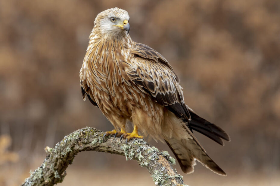 7 Spiritual Meanings Of Hawk And Crow Together
