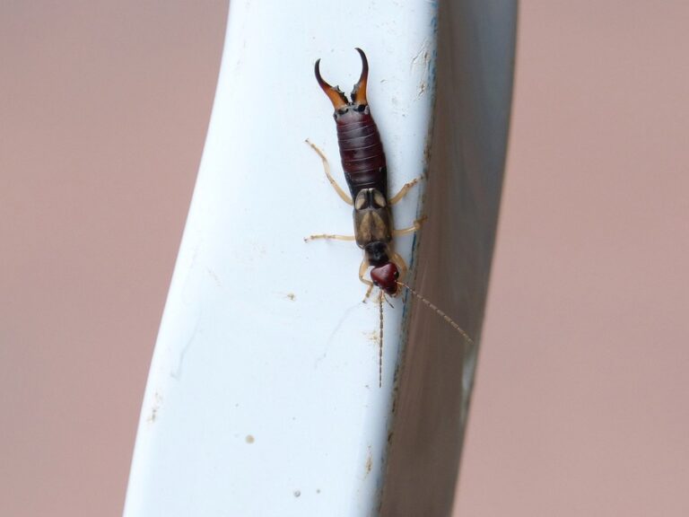What Are Earwigs a Sign Of? 9 Spiritual Meanings in House
