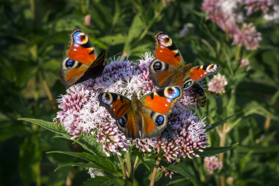 2, 3, 4, 5, 6 and 7 Butterflies Spiritual Meaning (Messages)