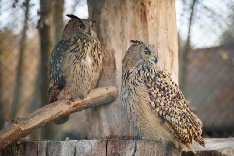 Seeing 2, 3, 4, 5,6 and 7 Owls Spiritual Meaning: Day & Night