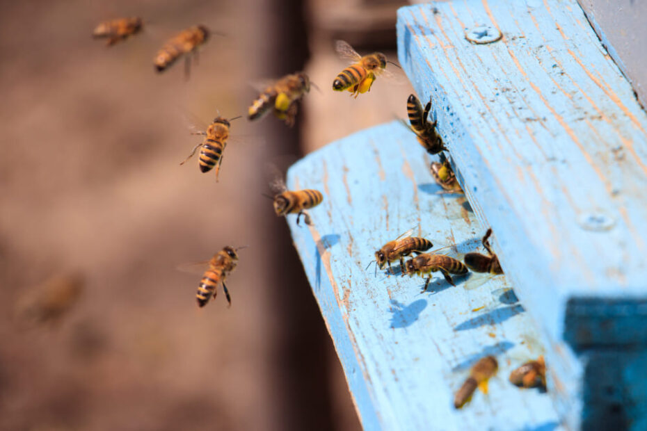 Swarm of Bees Spiritual Meaning: 9 Miracle Signs