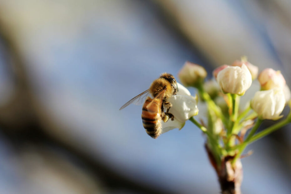 Swarm of Bees Spiritual Meaning: 9 Miracle Signs