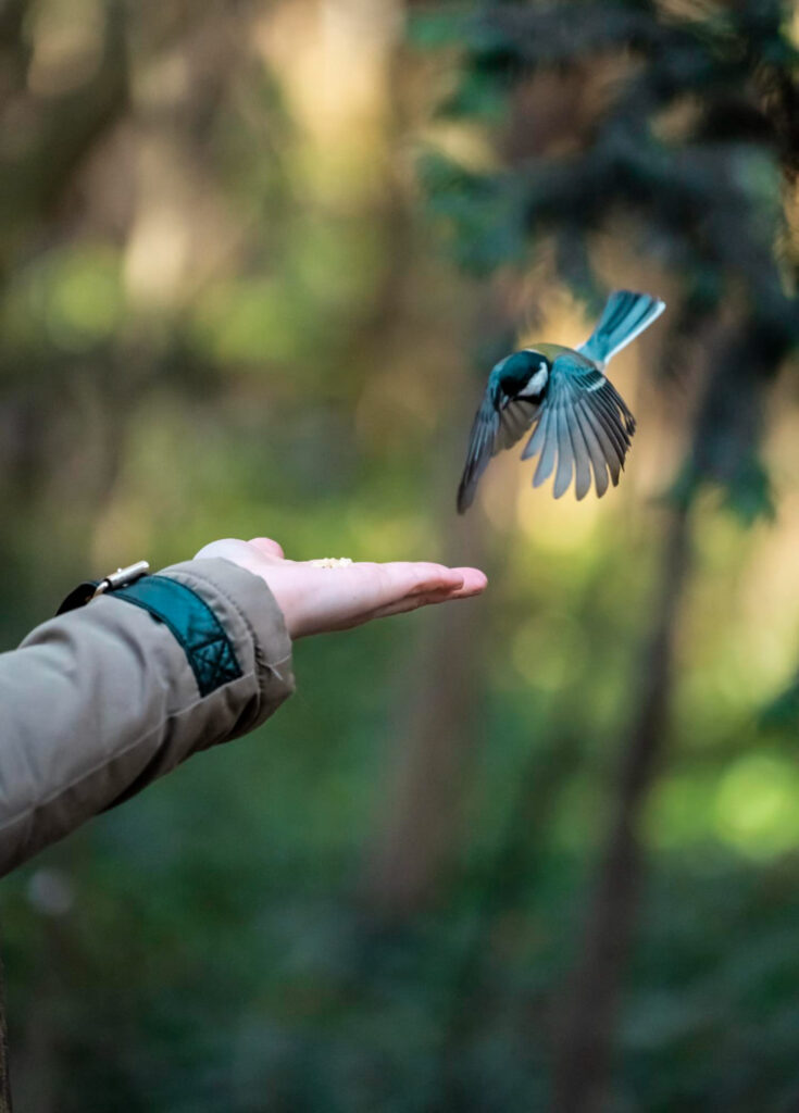 Spiritual Meaning of a Bird Attack: Attacking You?
