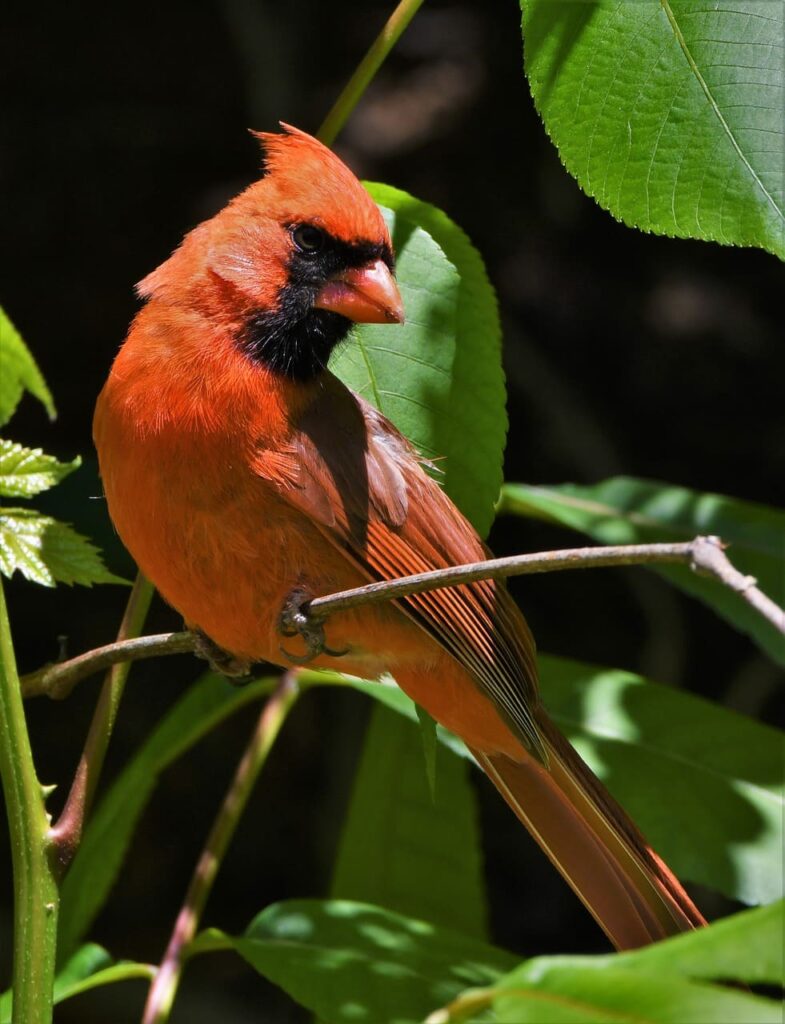 Cardinal Feather Spiritual Meaning: Is Finding One Luck?