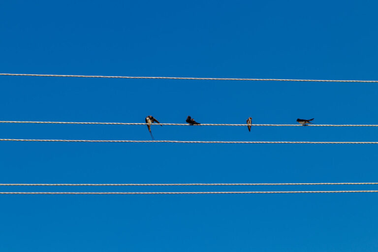 9 Spiritual Meanings of Bird on Wire (Power Lines)