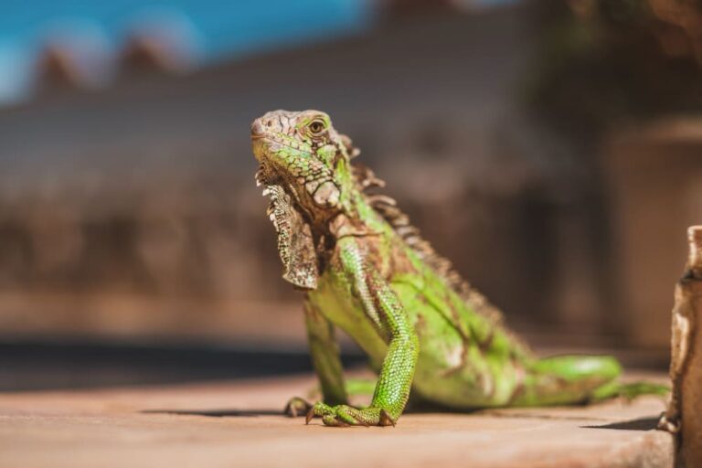 9 Iguana Spiritual Meaning: Symbolism and Signs