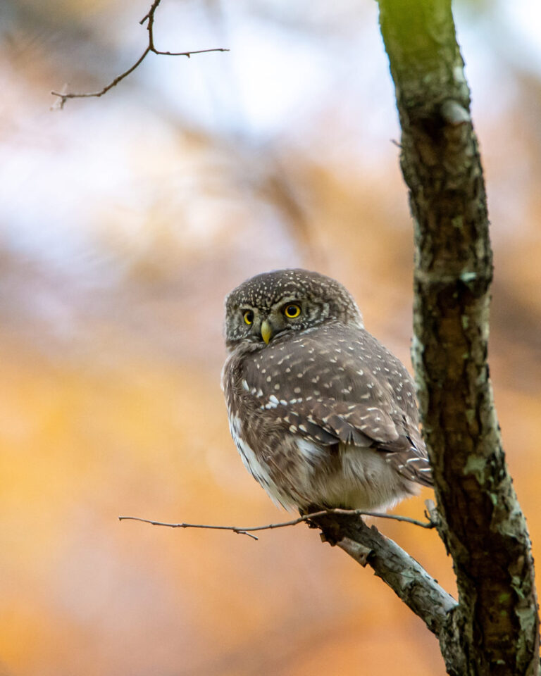 What Does It Mean When An Owl Crosses Your Path? 7 Signs