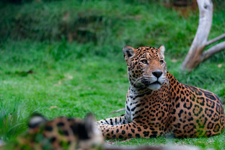 9 Jaguar Spiritual Meanings: Symbolism and Spirit Animal