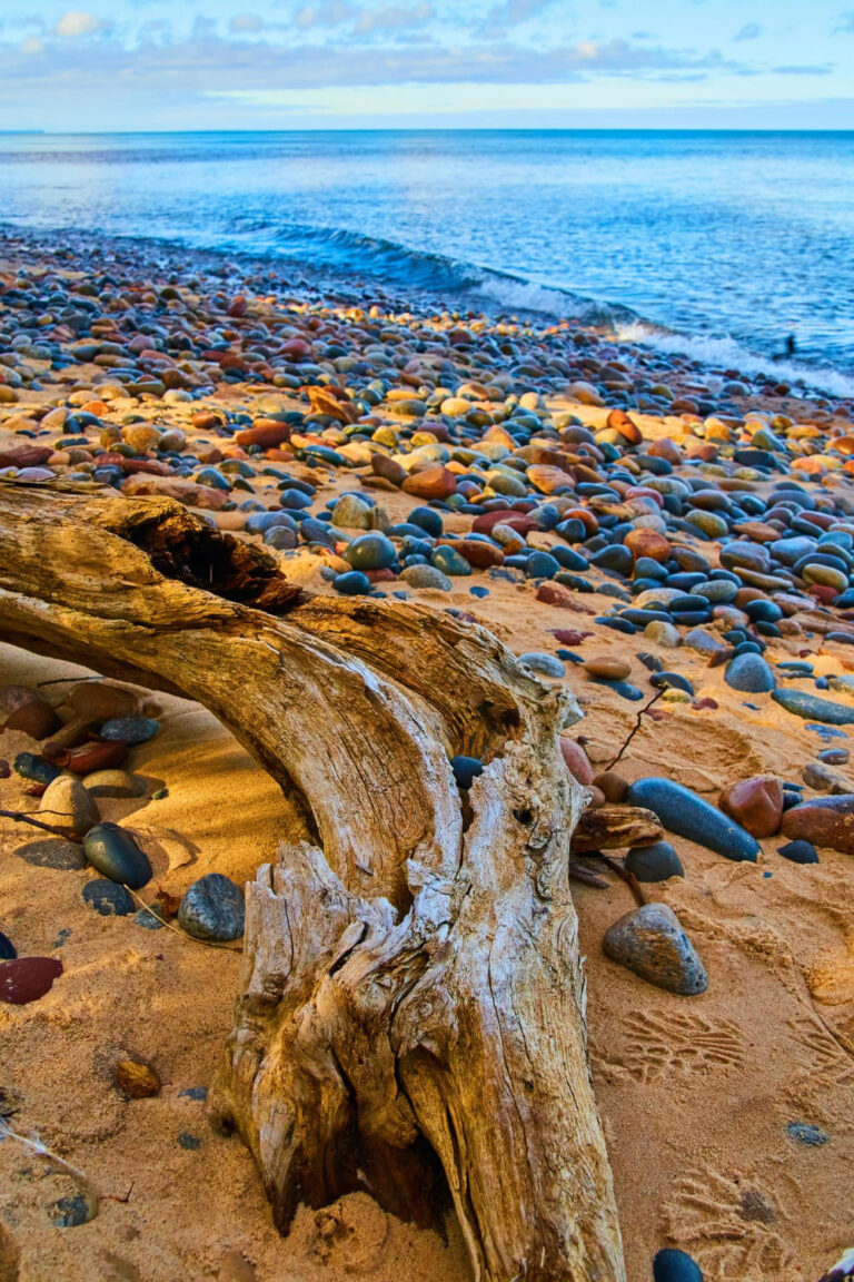 Driftwood Spiritual Meaning: Symbolism and 7 Powers