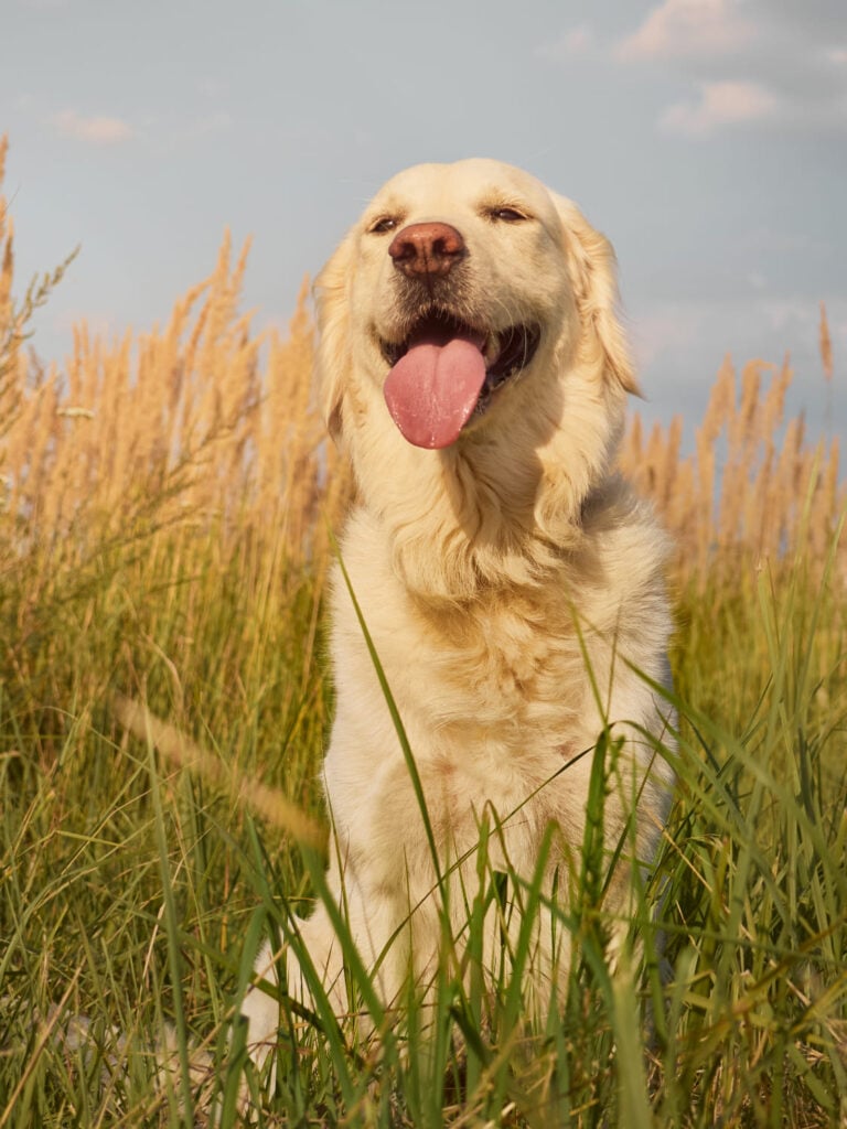 Golden Retriever Spiritual Meaning: 7 Signs in Dreams