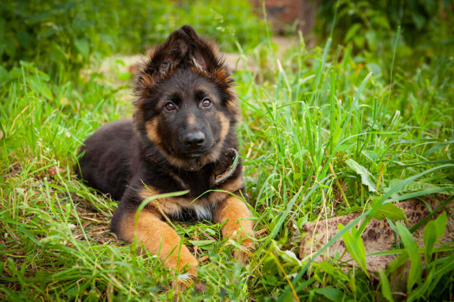 German Shepherd Spiritual Meaning: 7 Signs from Dreams