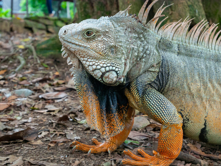 9 Iguana Spiritual Meaning: Symbolism and Signs