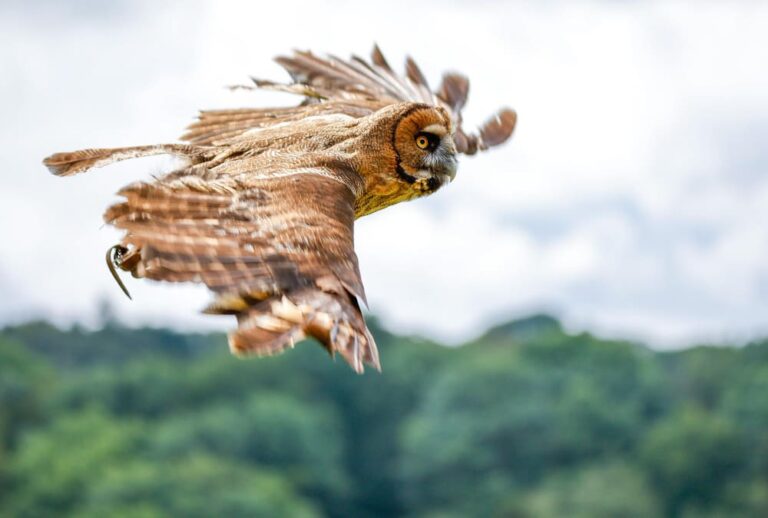 What Does It Mean When An Owl Crosses Your Path? 7 Signs