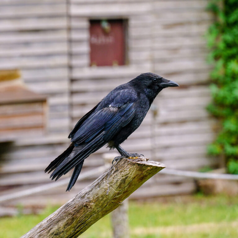 7 Spiritual Meaning Of Crow Tapping On Window