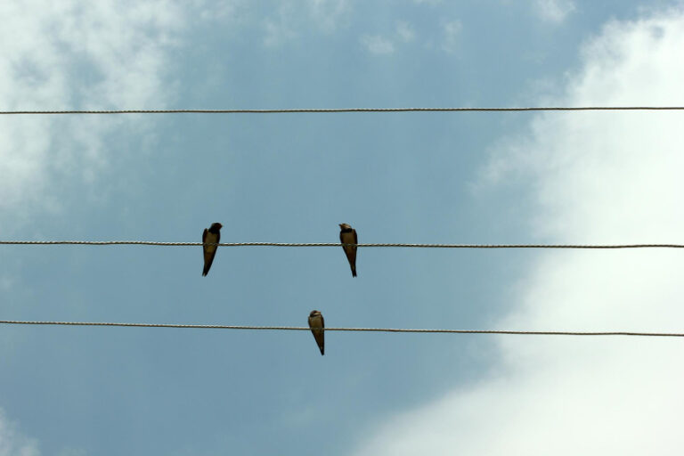 9 Spiritual Meanings of Bird on Wire (Power Lines)