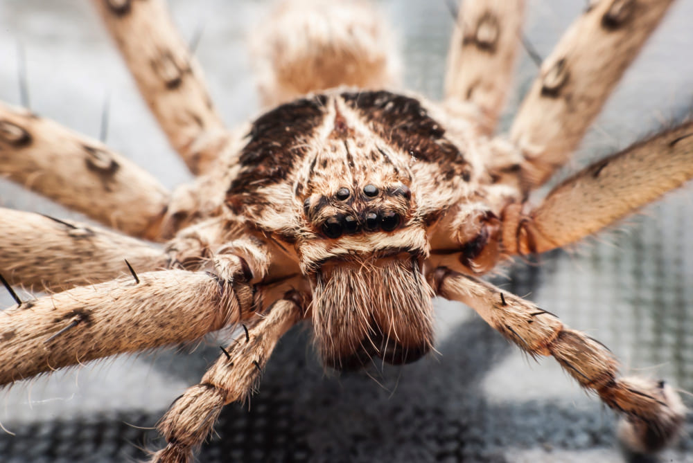 Spiritual Meaning Of Wolf Spider: 5 Signs From Haven