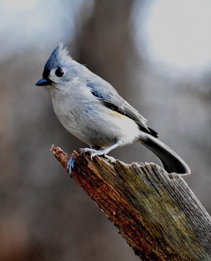 Tufted Titmouse Spiritual Meaning: 7 Signs For You