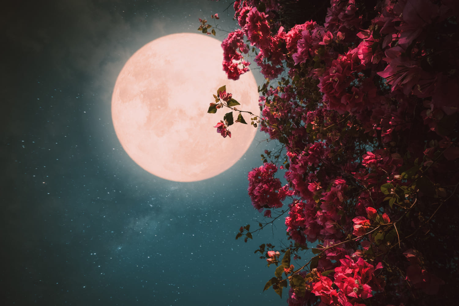Pink Moon Spiritual Meaning 2024: April 23 Full Moon
