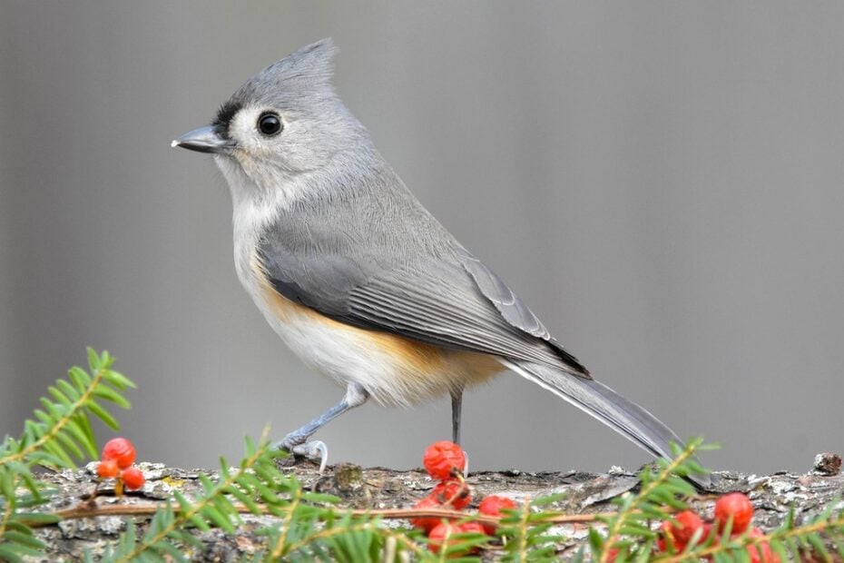 Tufted Titmouse Spiritual Meaning: 7 Signs For You