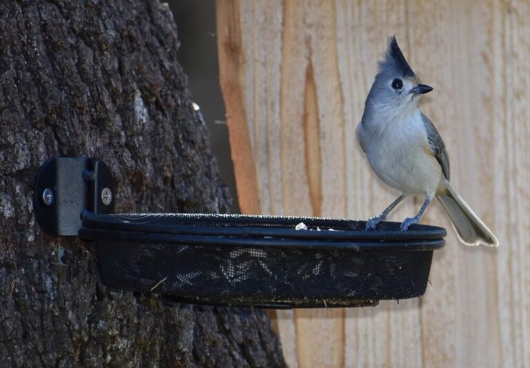 Tufted Titmouse Spiritual Meaning: 7 Signs For You