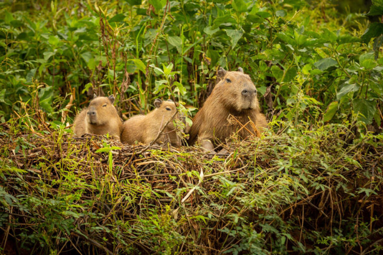Capybara Spiritual Meaning: Spirit Animal Symbolism