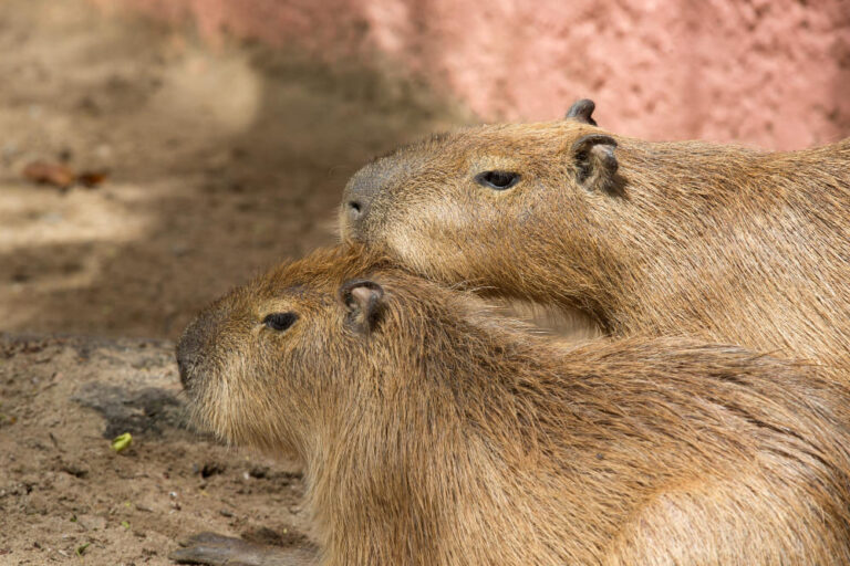 Capybara Spiritual Meaning: Spirit Animal Symbolism